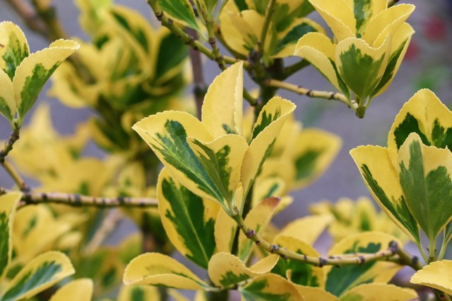 Notre zoom sur l’arbuste l’Euonymus japonicus – Le Blog du Bricoleur